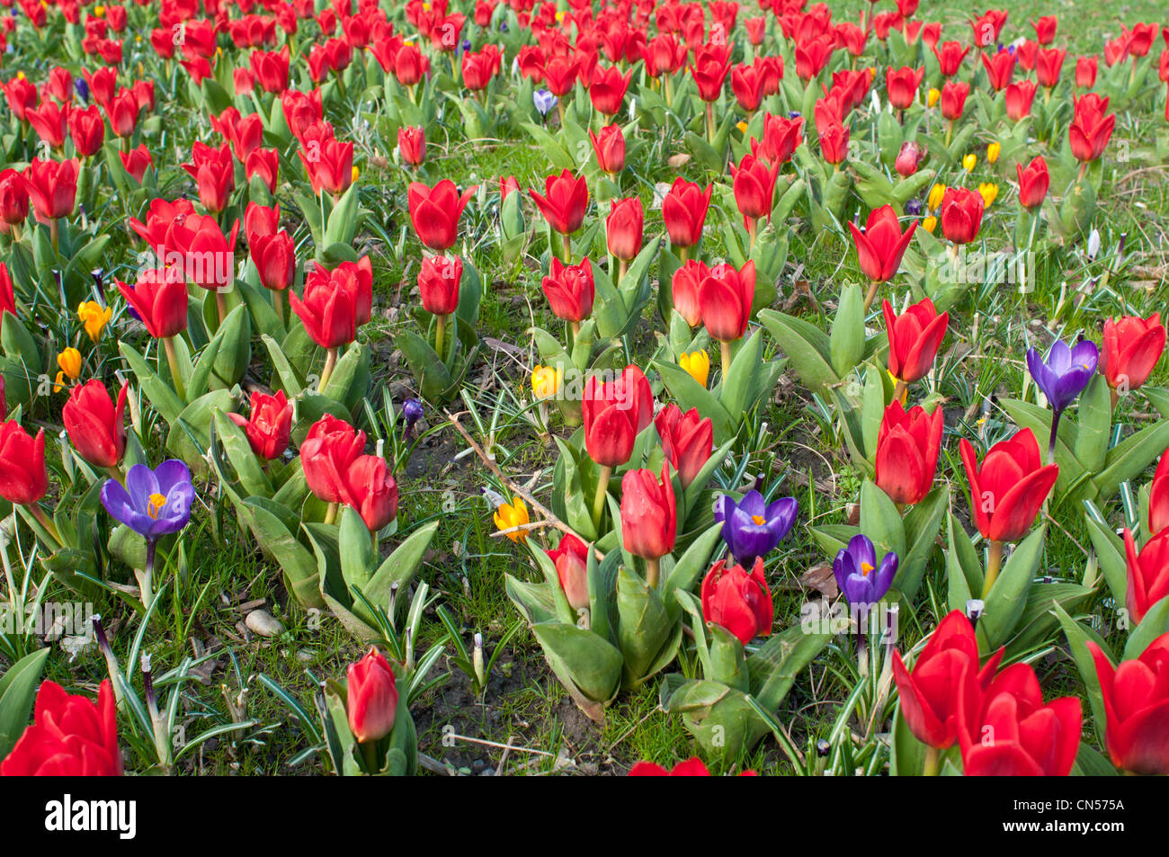 France, Isere, Grenoble, the park Bachelard in spring, in the Rondeau ...
