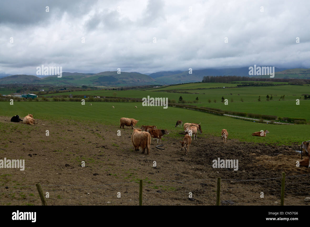 Cumbrian cattle hi-res stock photography and images - Alamy