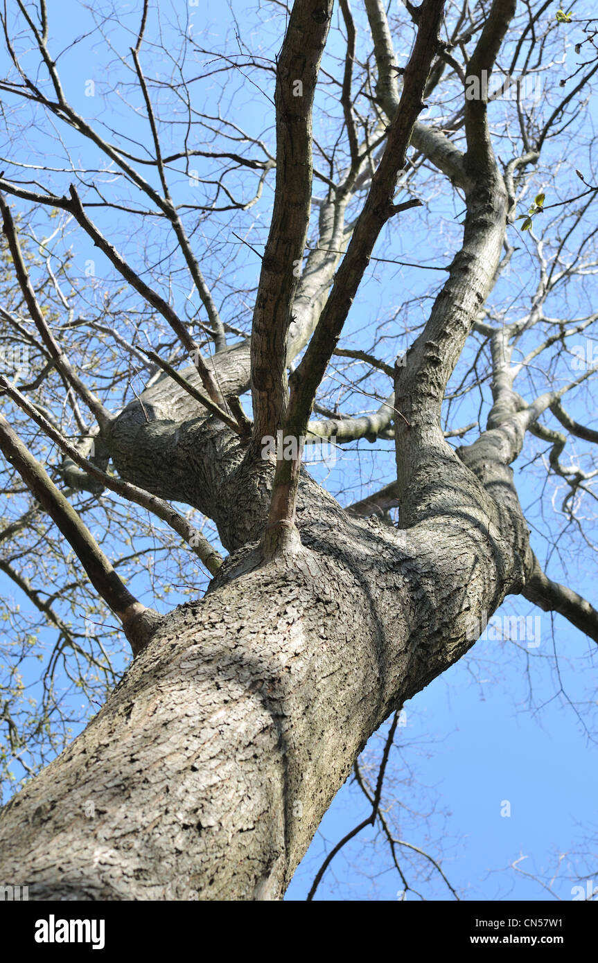 Winter Tree Branches Without Leaves High Resolution Stock Photography ...