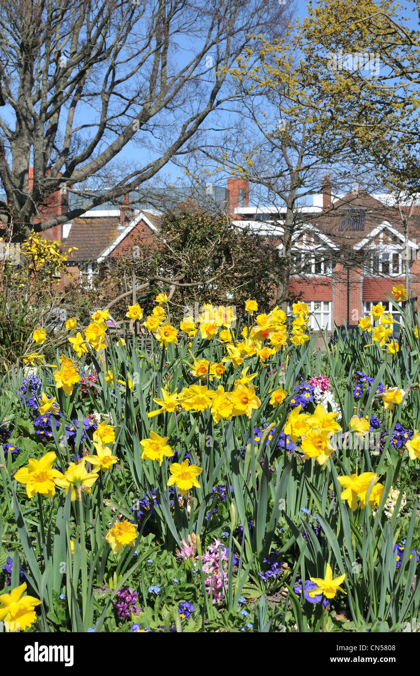 Sunny yellow daffodils hi-res stock photography and images - Alamy