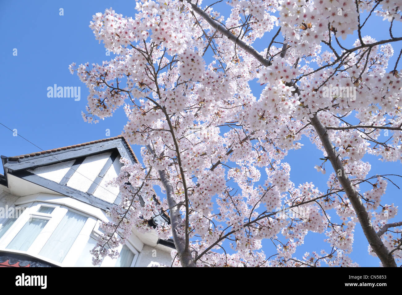 Cherry tree blossom with a house at the background Stock Photo - Alamy