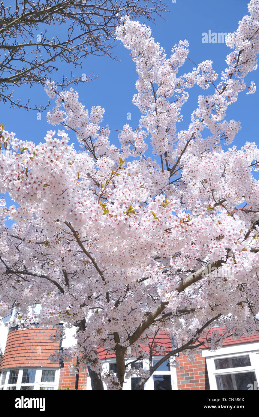 Cherry tree blossom with houses behind it Stock Photo - Alamy