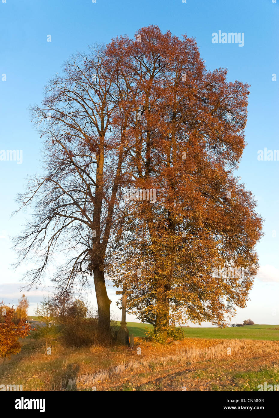 The English tree stand alone in the countryside Stock Photo - Alamy