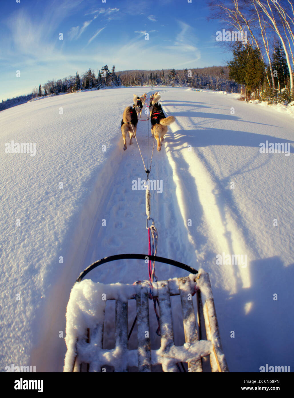 Dog Sledding on Frozen Lake, Lanaudiere Region, Entrelacs Stock Photo ...