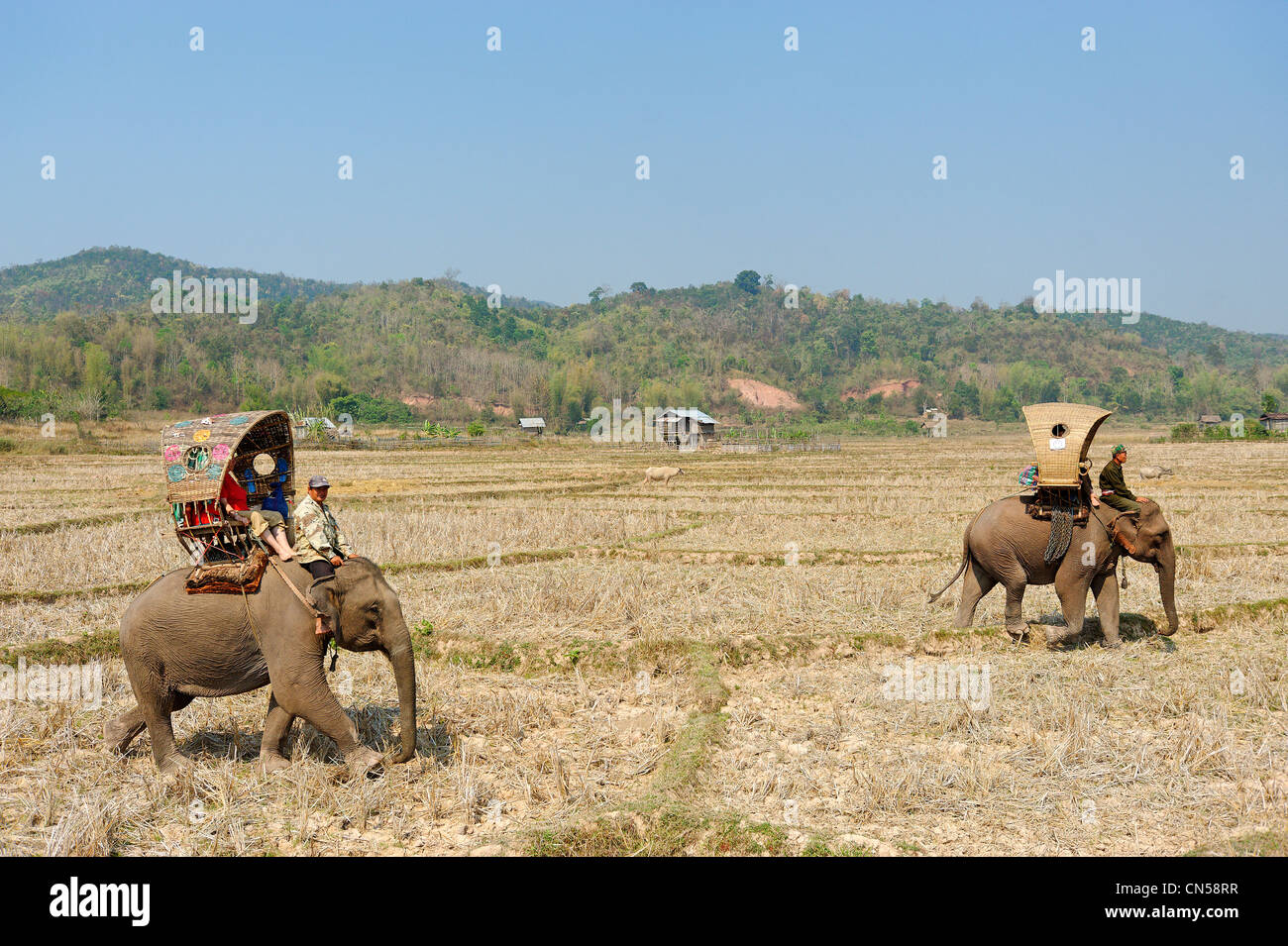 Caravan of elephants laos hi-res stock photography and images - Alamy