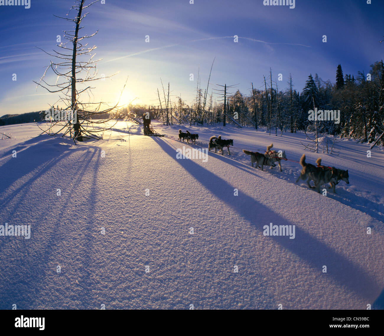 Dog-Sledding on Frozen Lake, Lanaudiere County, Entrelacs, Quebec Stock ...