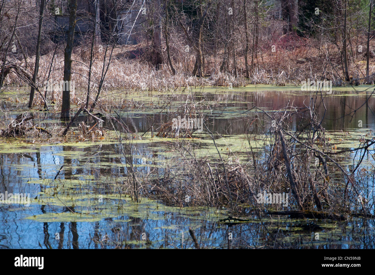 A view of a pond in Spring Stock Photo - Alamy