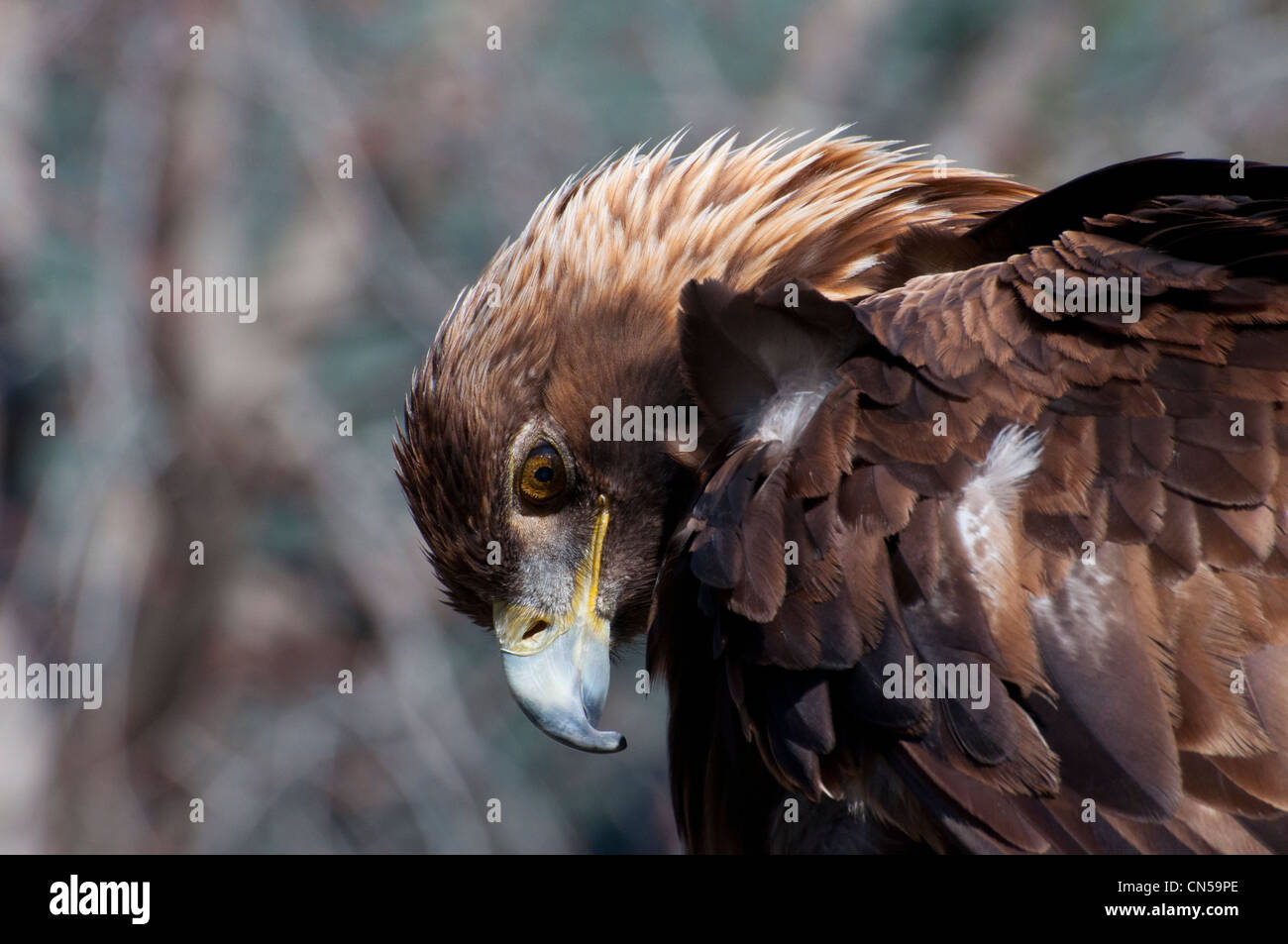 Close-up of a Golden Eagle Stock Photo - Alamy