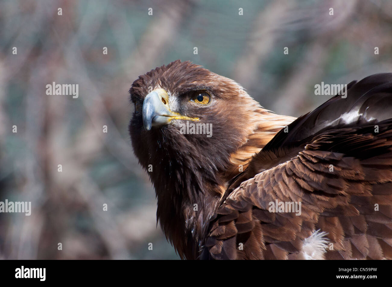 Close-up of a Golden Eagle Stock Photo - Alamy