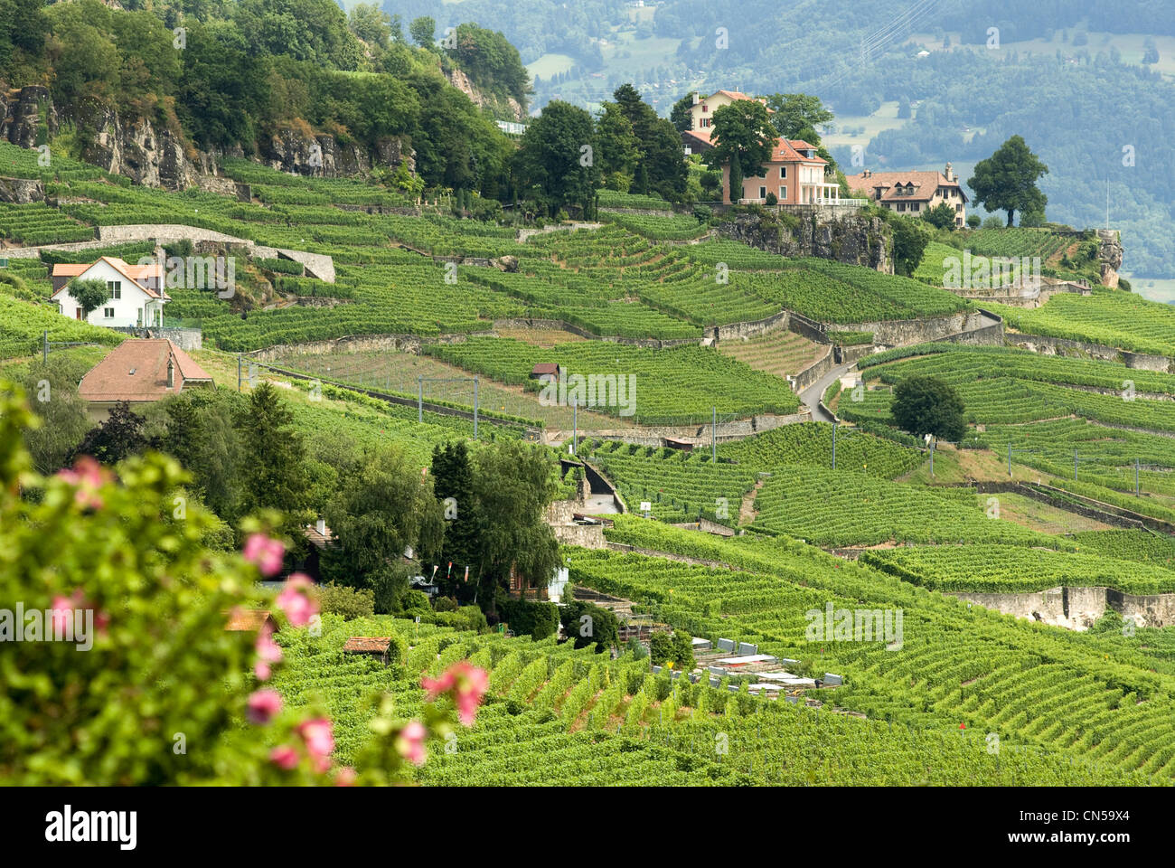 Switzerland, Canton of Vaud, Lavaux Vineyard Terraces of World Heritage ...