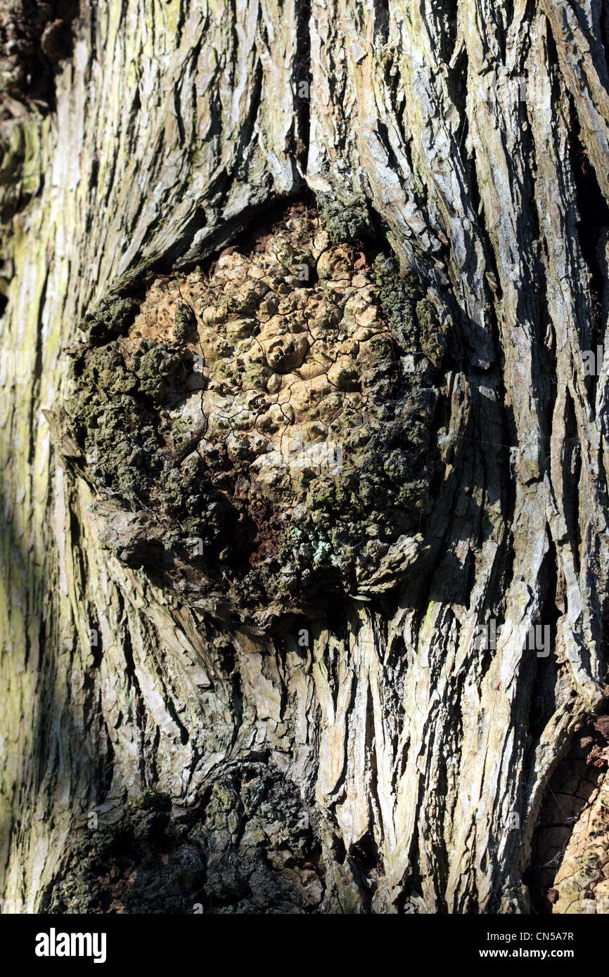 Tree Bark Texture patterned outer skin of woodland timber Stock Photo ...