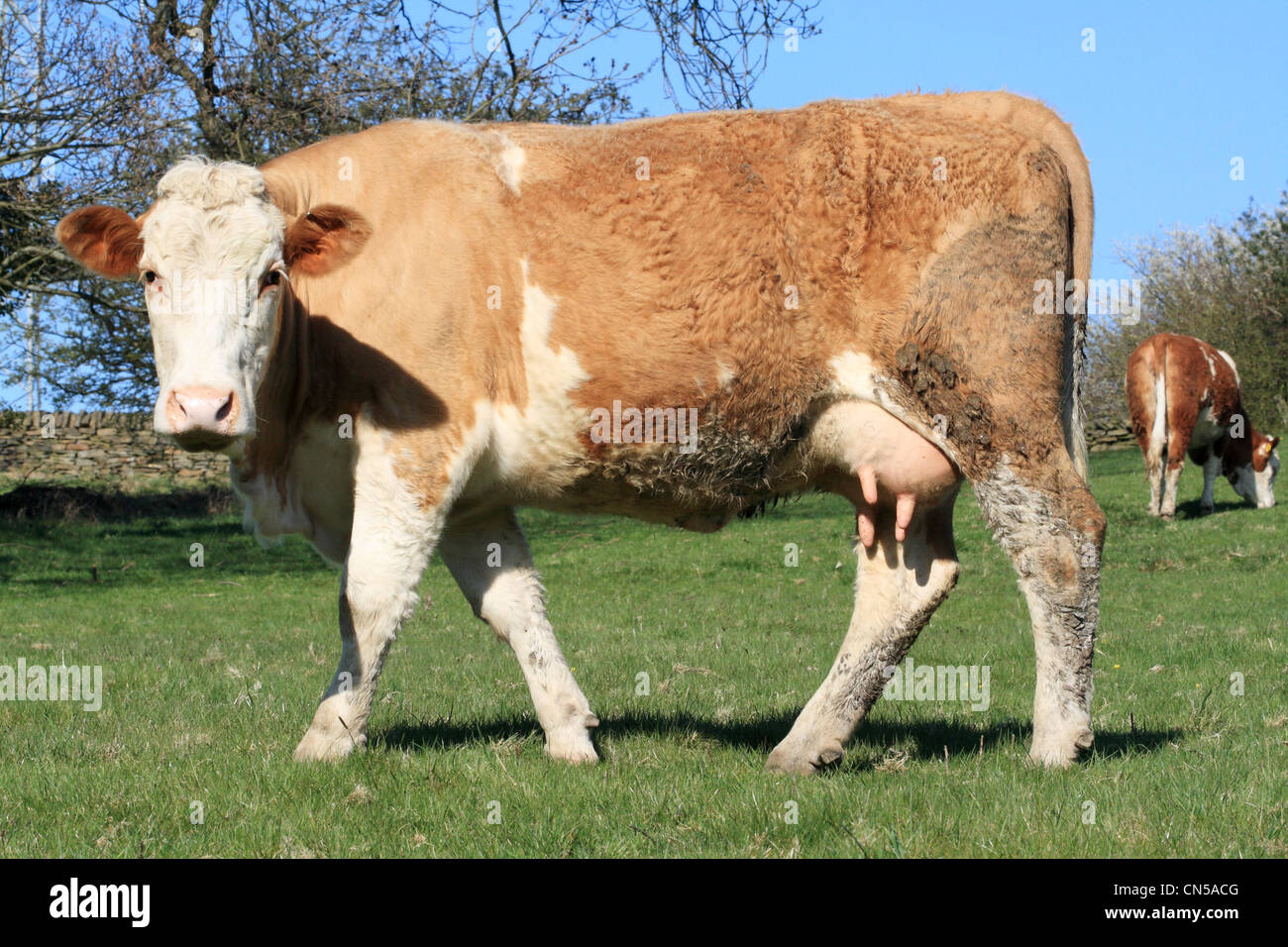 Dairy Cattle used in agriculture for Milk Production in Farming Stock ...