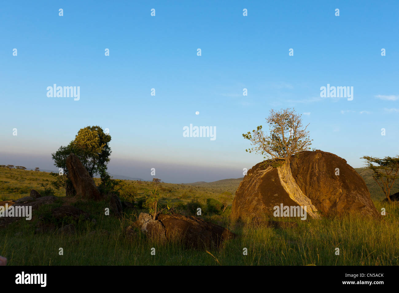 Kenya, Masai Mara Game Reserve, fig tree on a kopje Stock Photo - Alamy