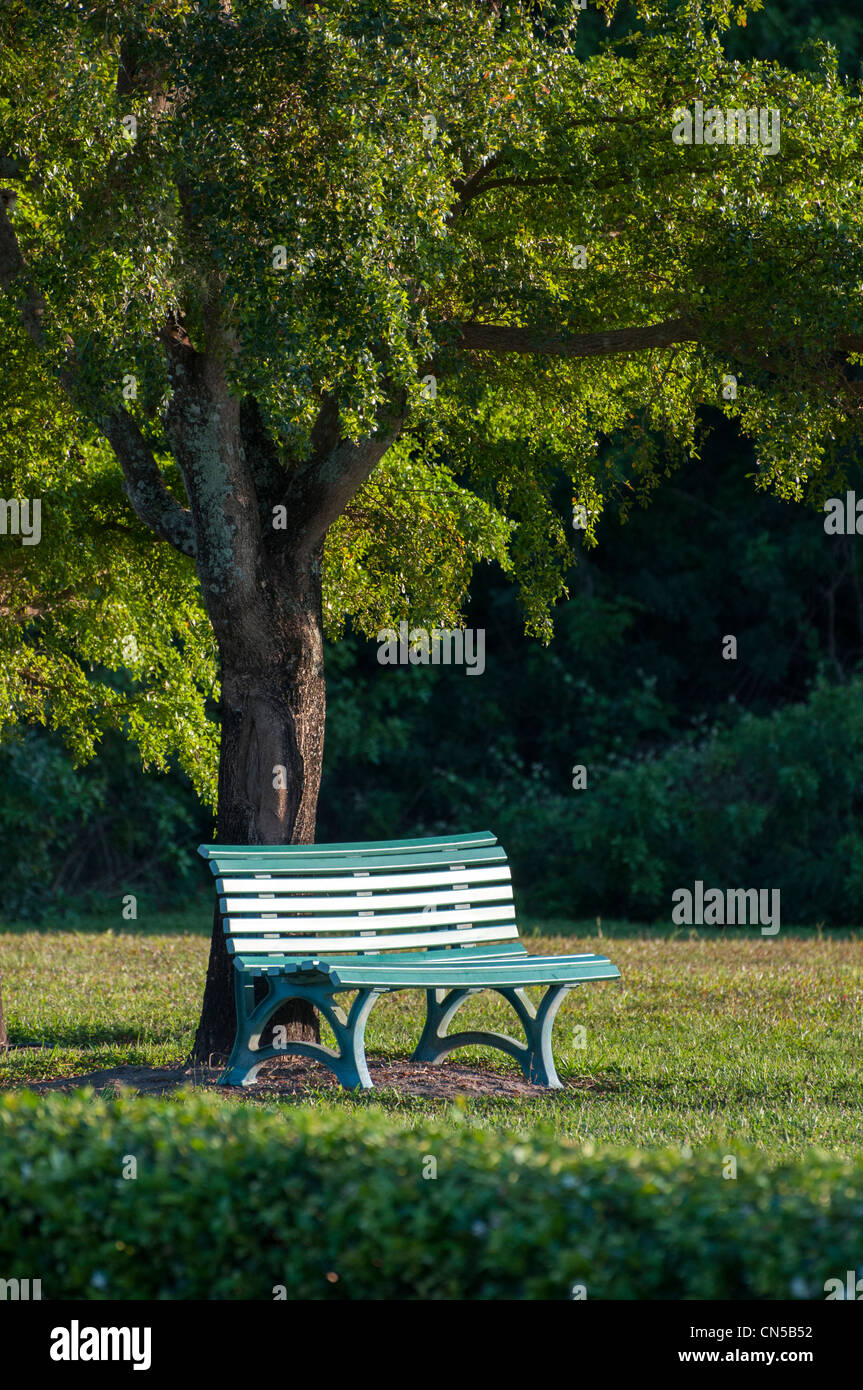 Park Bench Tree