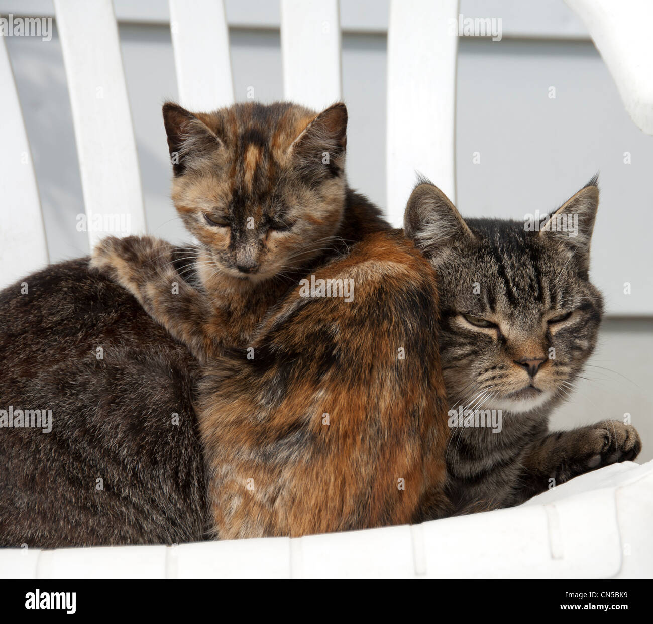 Two Cats Sit High Resolution Stock Photography and Images - Alamy