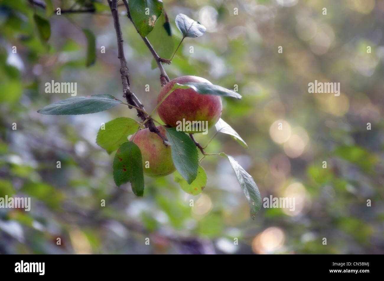 two apples hanging on the vine Stock Photo - Alamy