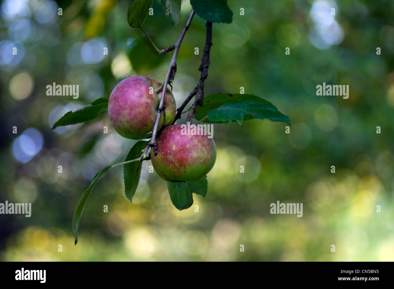 apples hanging on the vine Stock Photo - Alamy