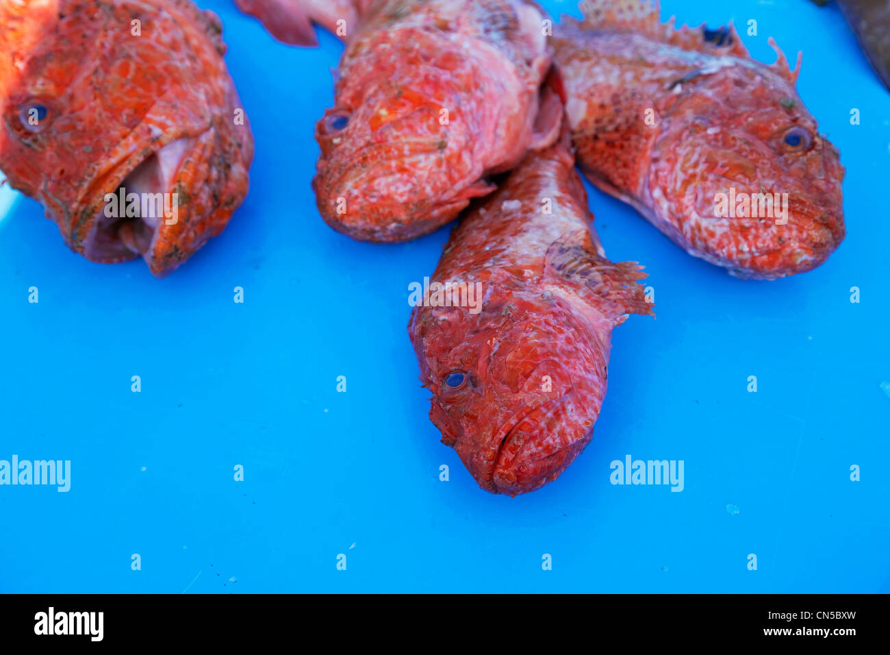 Capon fish hi-res stock photography and images - Alamy