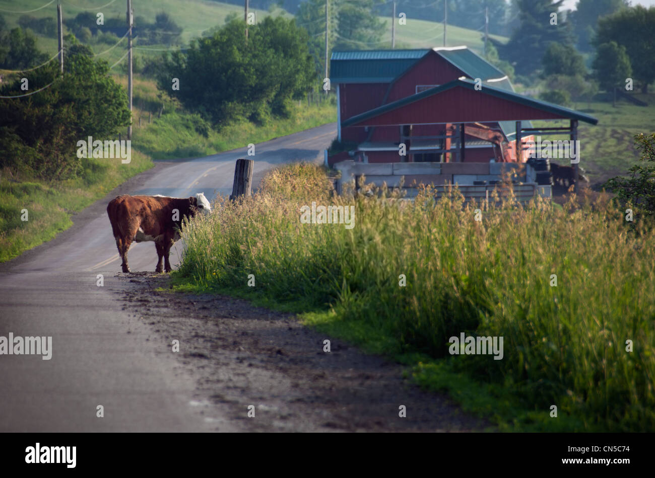 a cow crossing the road Stock Photo - Alamy