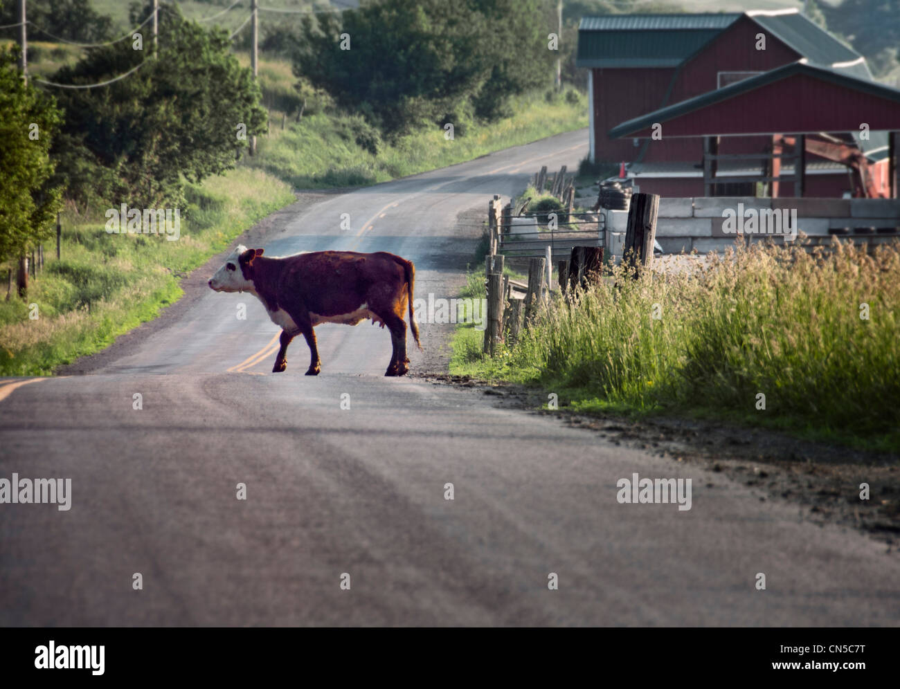 a cow crossing the road Stock Photo - Alamy
