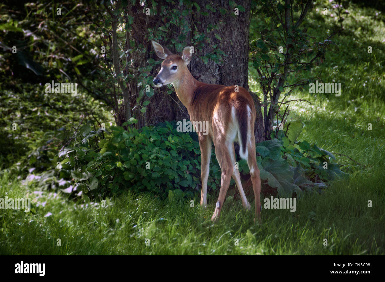 white-tailed deer in a garden Stock Photo - Alamy