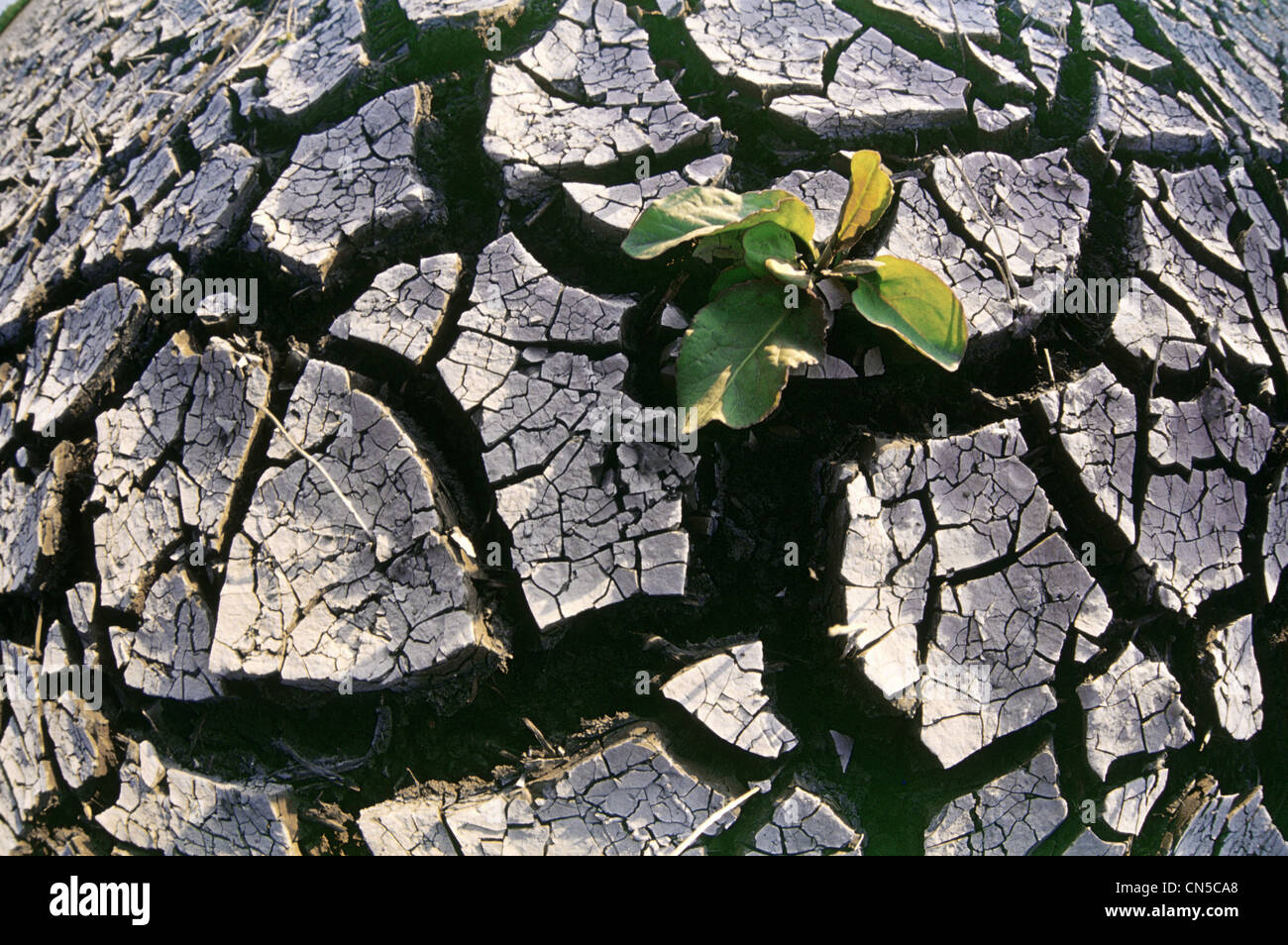 Farmland affected by Drought, Red River Valley, Manitoba Stock Photo ...