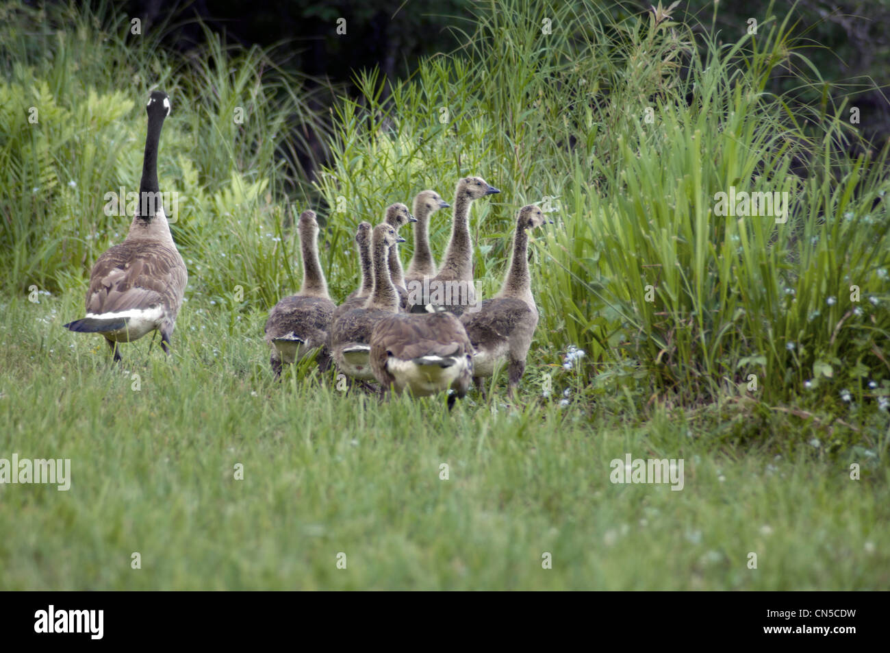 Canada goose back hi-res stock photography and images - Alamy