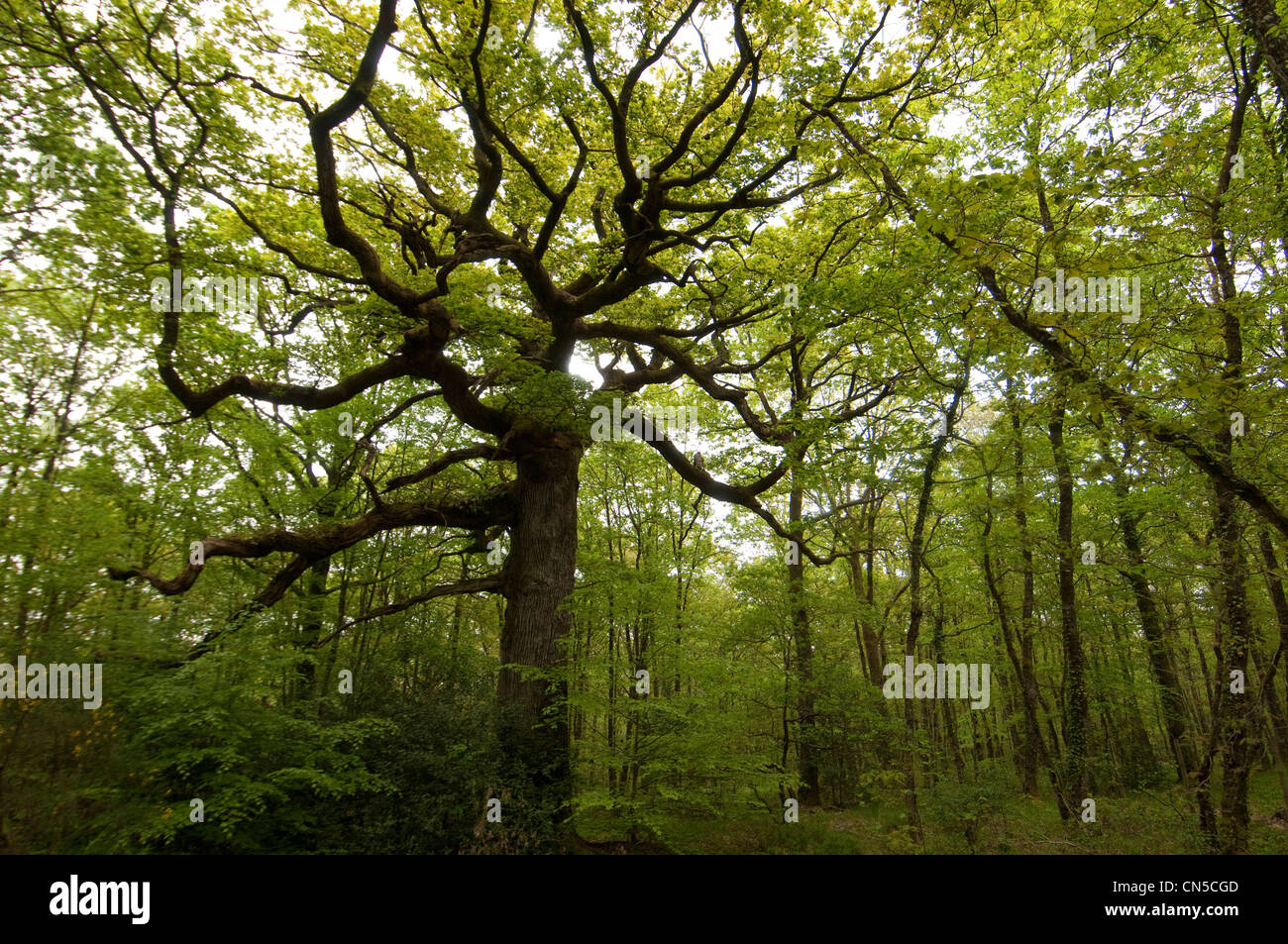 Paimpont hi-res stock photography and images - Alamy