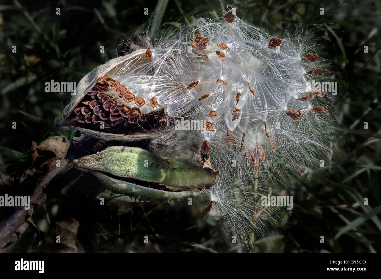 milkweed plant seeds and pod Stock Photo - Alamy