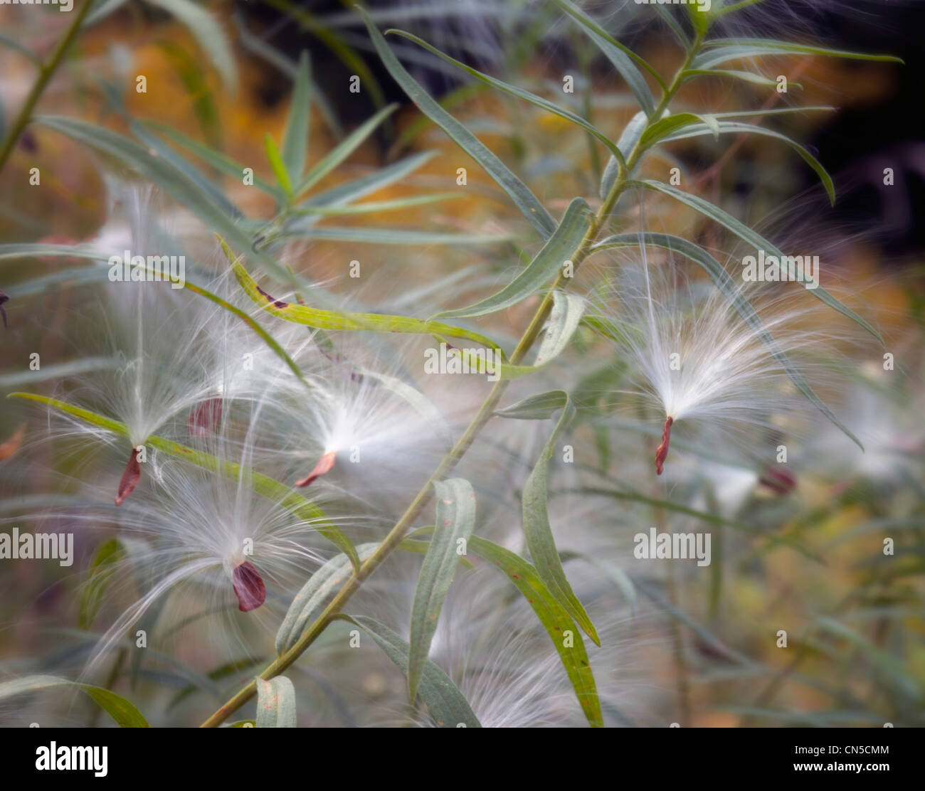 Milkweed seed floating hi-res stock photography and images - Alamy
