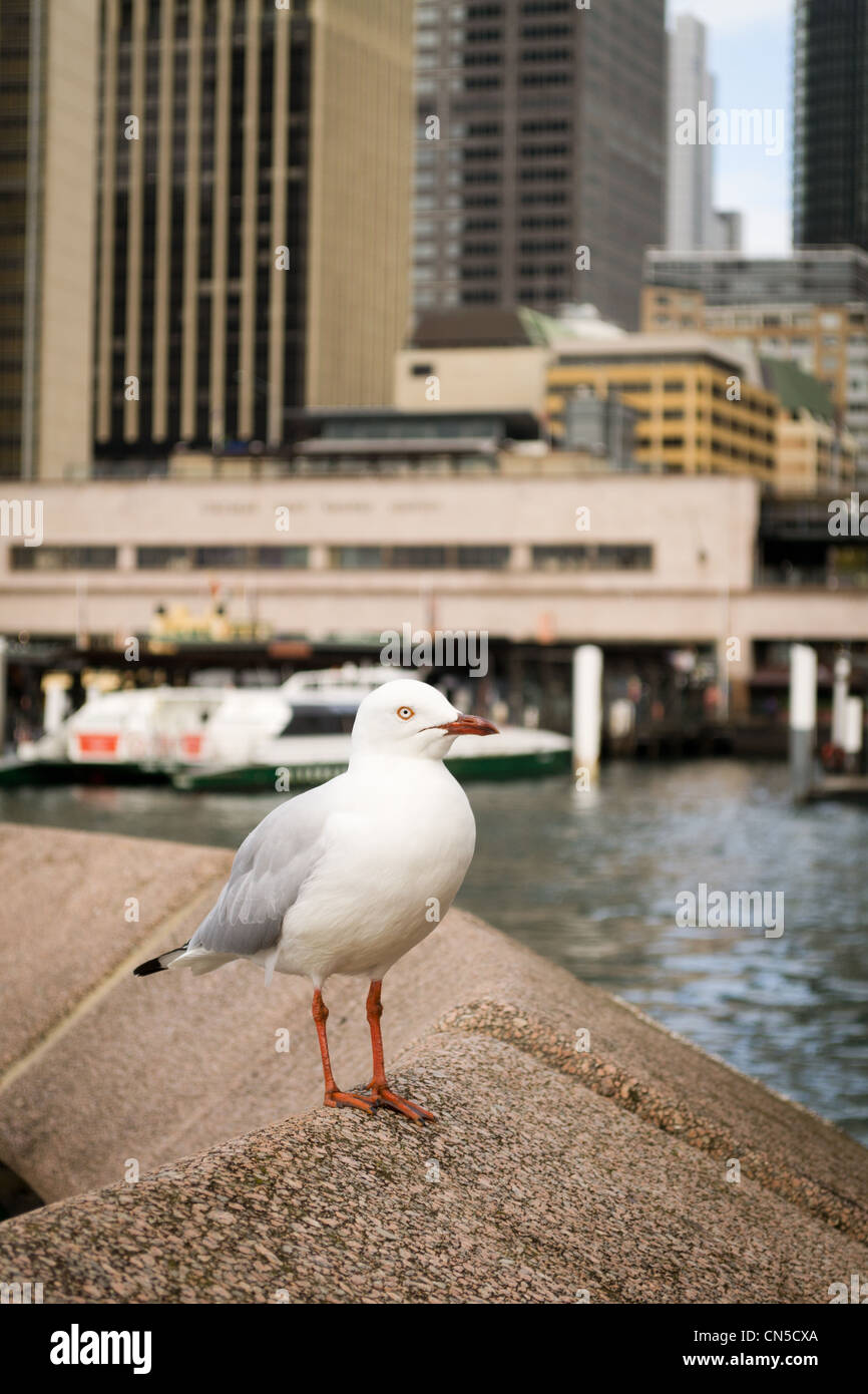 A close up detailed photograph of a seagull on the harbor of the major ...