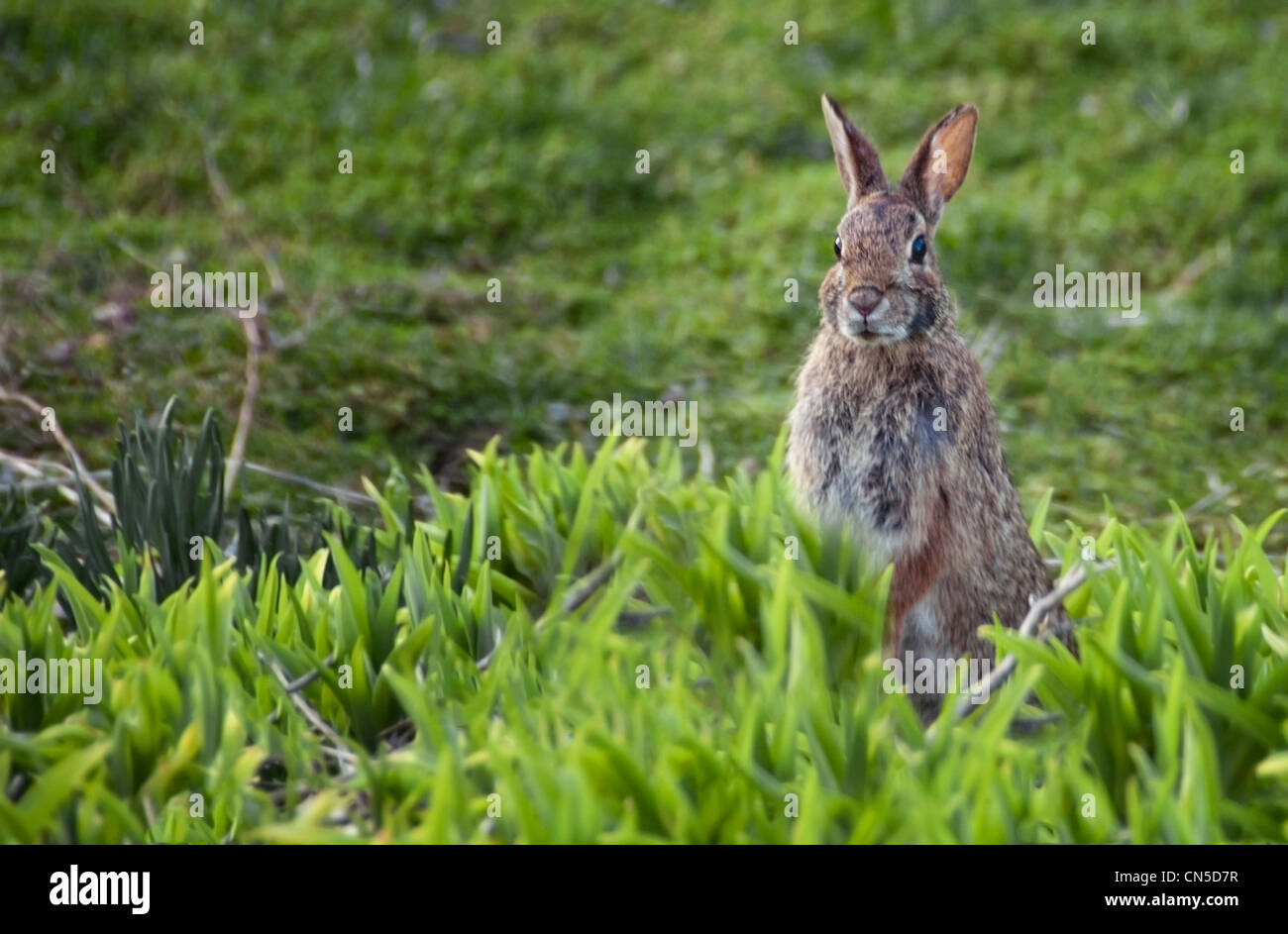 Long hare ears hi-res stock photography and images - Alamy