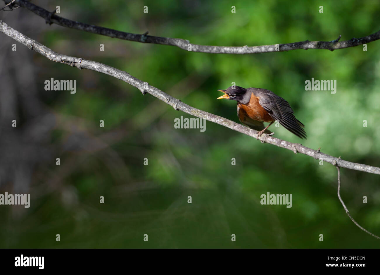 red robin singing Stock Photo - Alamy