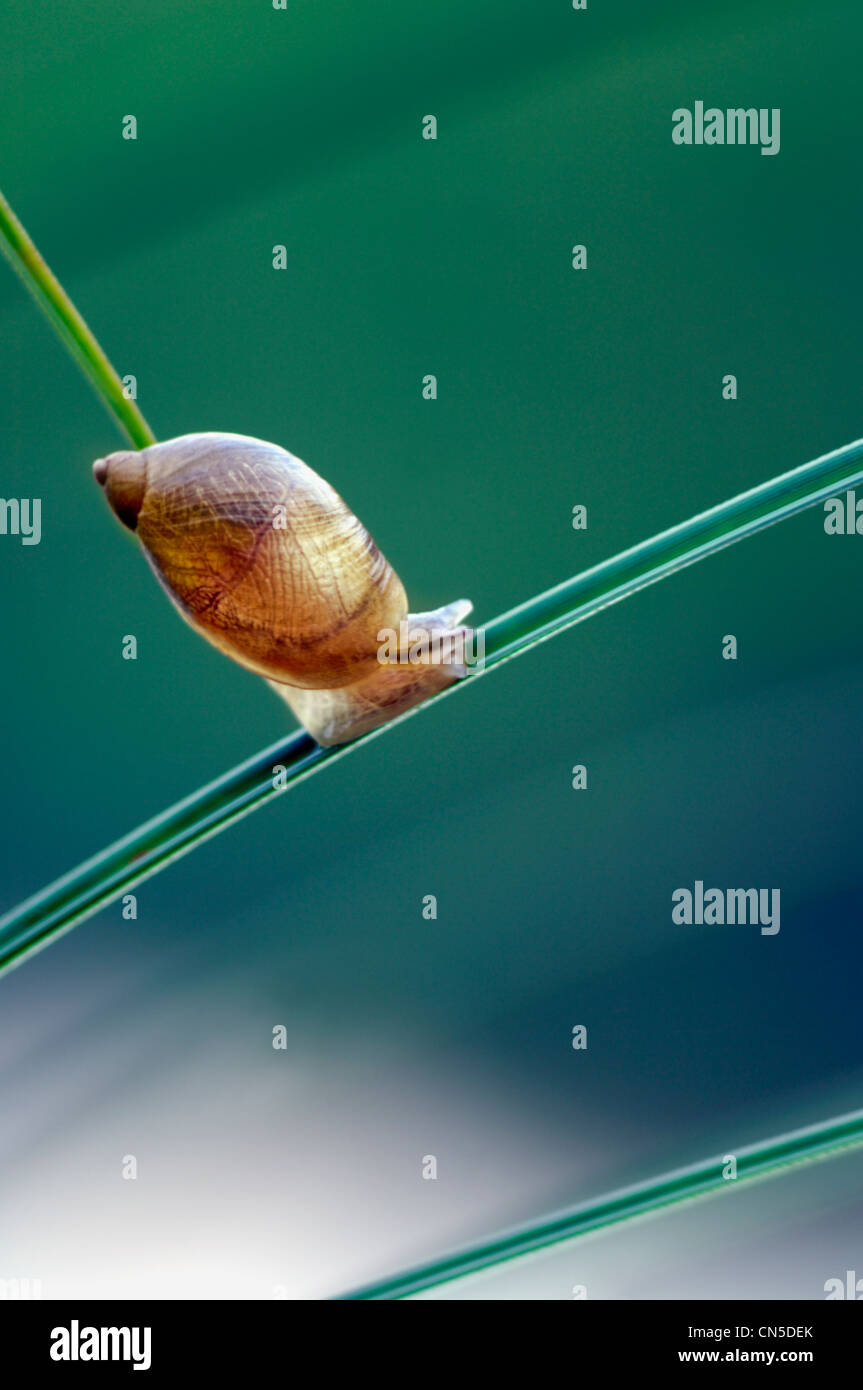 snail on a blade of grass Stock Photo - Alamy