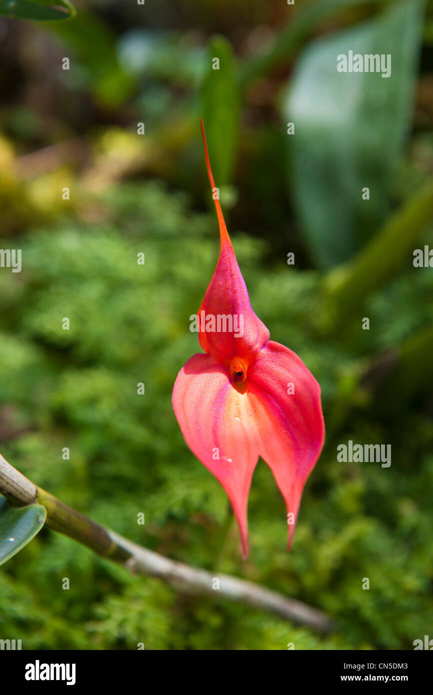 Peru machu picchu flower hi-res stock photography and images - Alamy