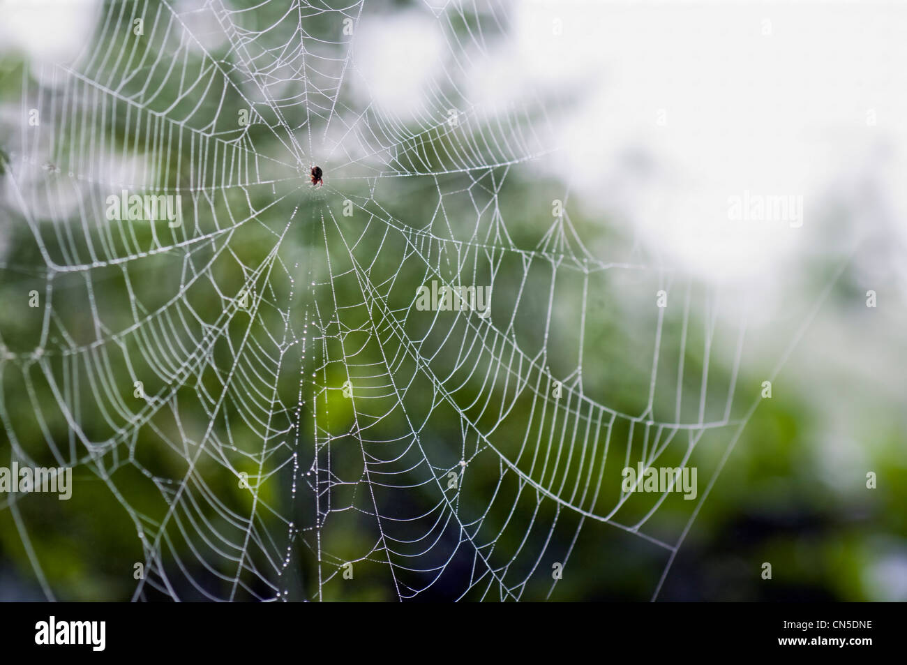 spider web and spider Stock Photo - Alamy