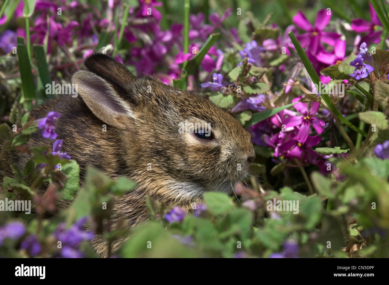 Young Eastern Cottontail Rabbits (Sylvilagus floridanus), Niagara Falls ...