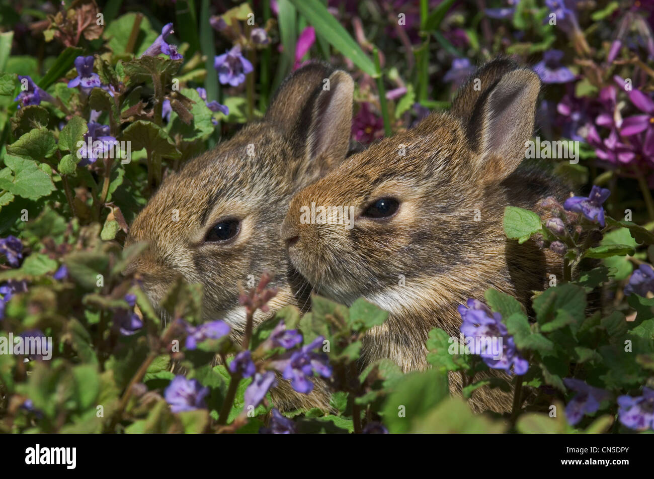 Young Eastern Cottontail Rabbits (Sylvilagus floridanus), Niagara Falls ...