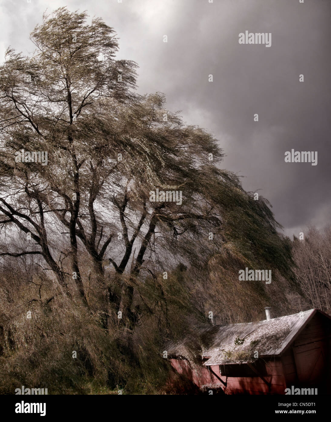 Wind blowing weeping willow tree hi-res stock photography and images ...