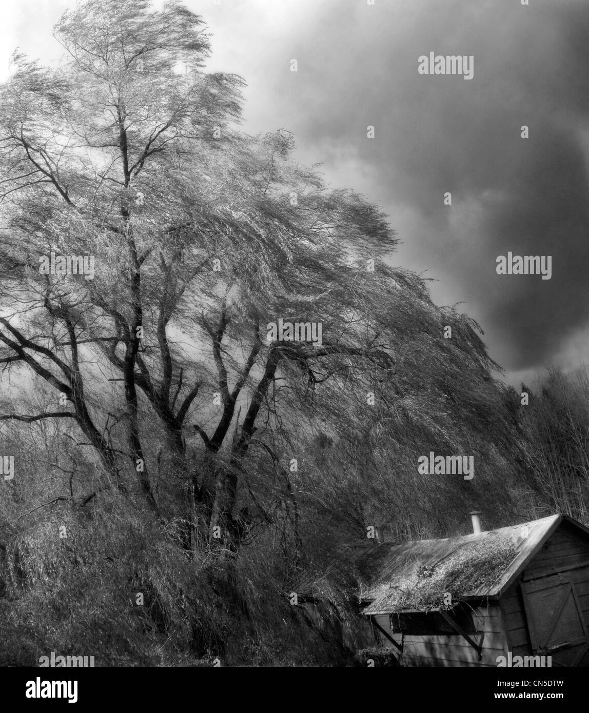 Blowing bending Black and White Stock Photos & Images - Alamy