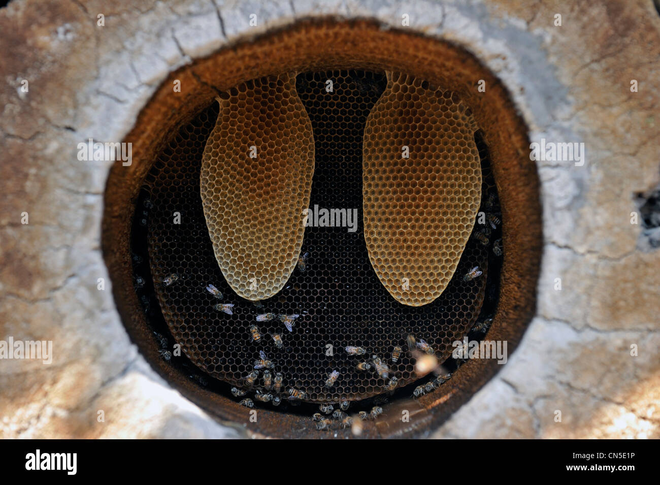 Sultanate of oman bee hi-res stock photography and images - Alamy