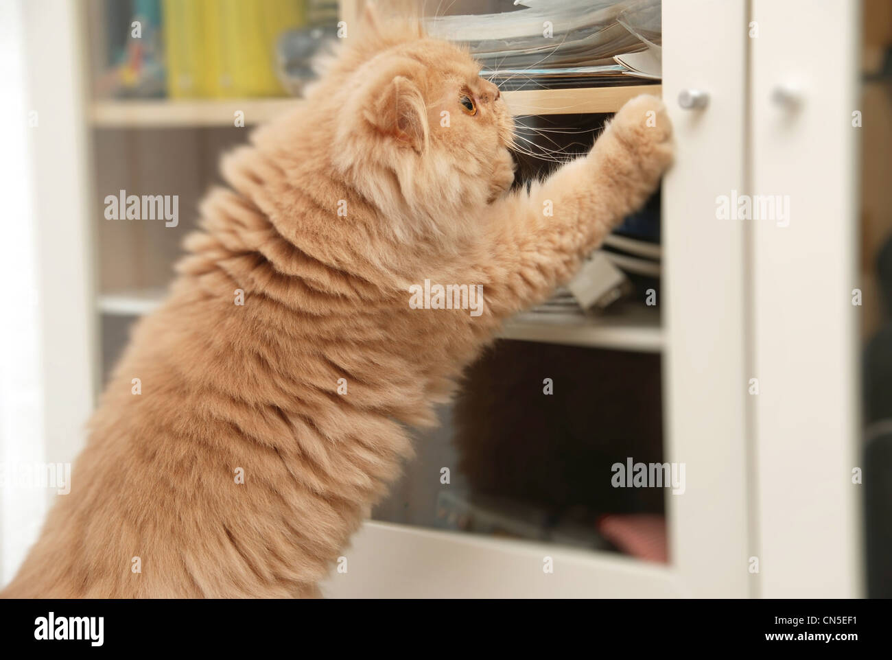 Cat finding her toy Stock Photo - Alamy
