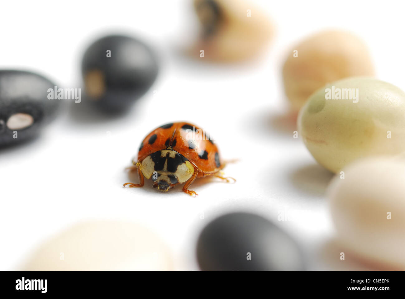 Bean beetle hi-res stock photography and images - Alamy