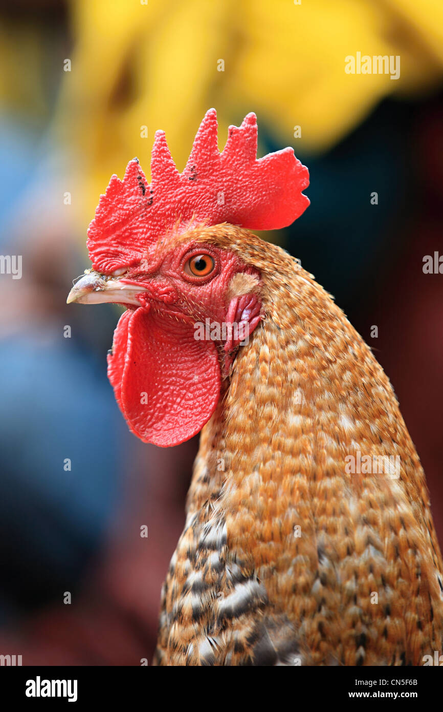 Nepali rural roaster - Nepal Stock Photo - Alamy