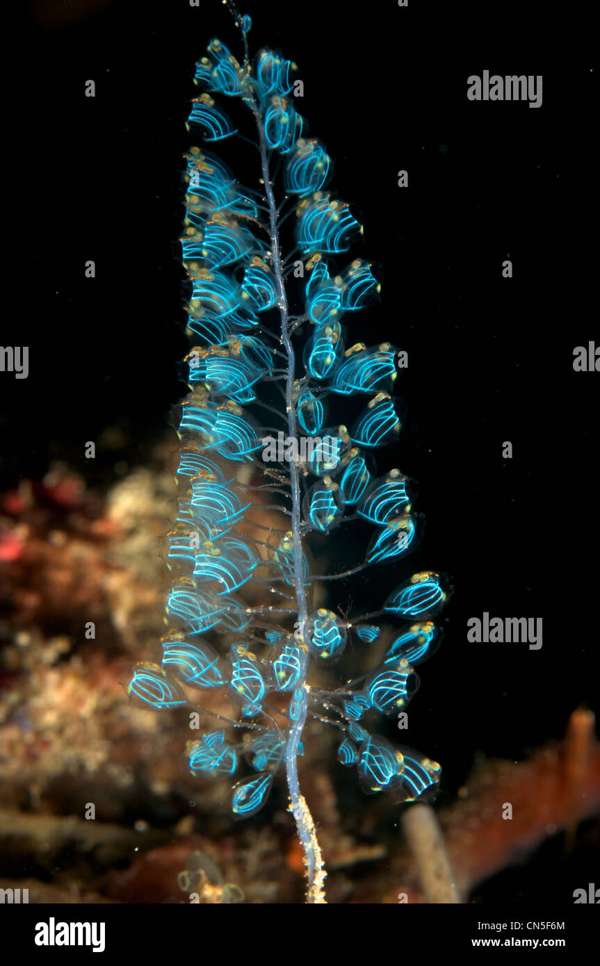 Zooid hi-res stock photography and images - Alamy