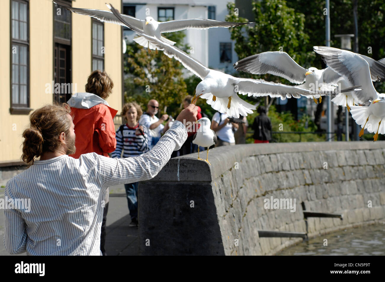 Iceland, Reykjavik, man feeding a goëland ( Larus Argentatus) in flight ...