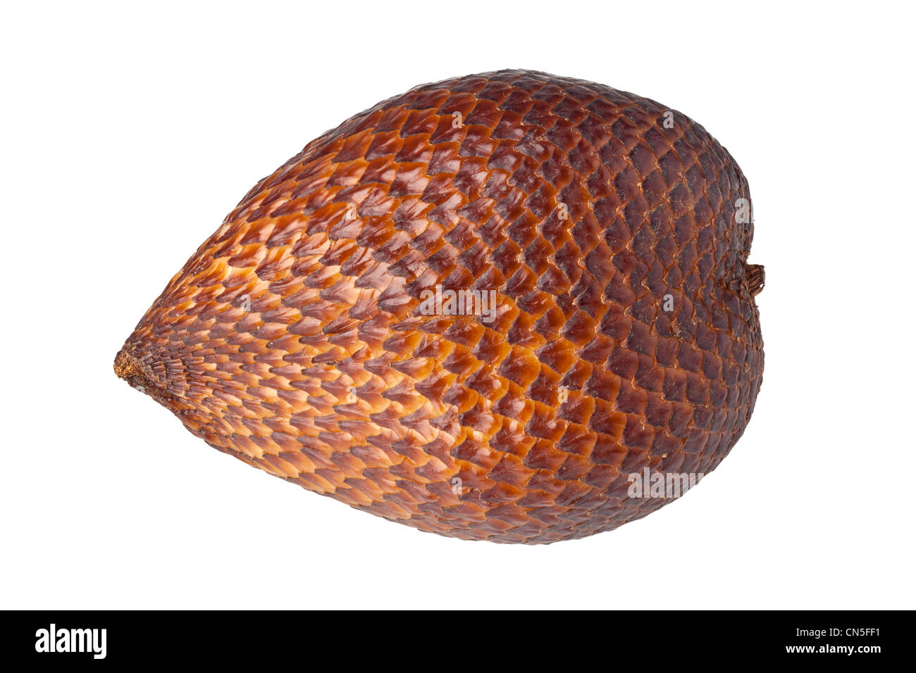 Single whole snake fruit isolated on white background Stock Photo - Alamy