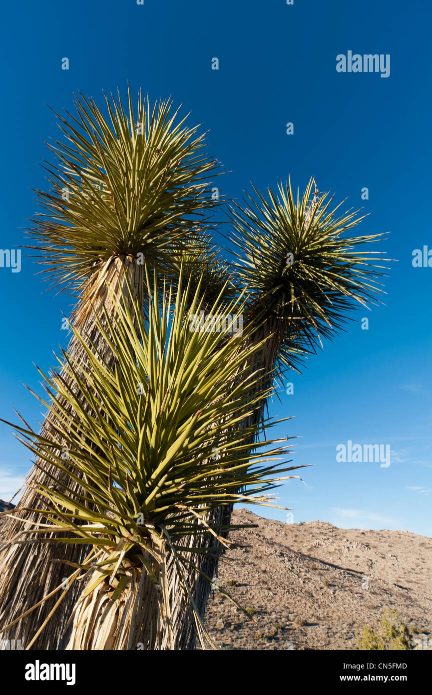 United States, California, Joshua Tree national park, Keys View Stock ...