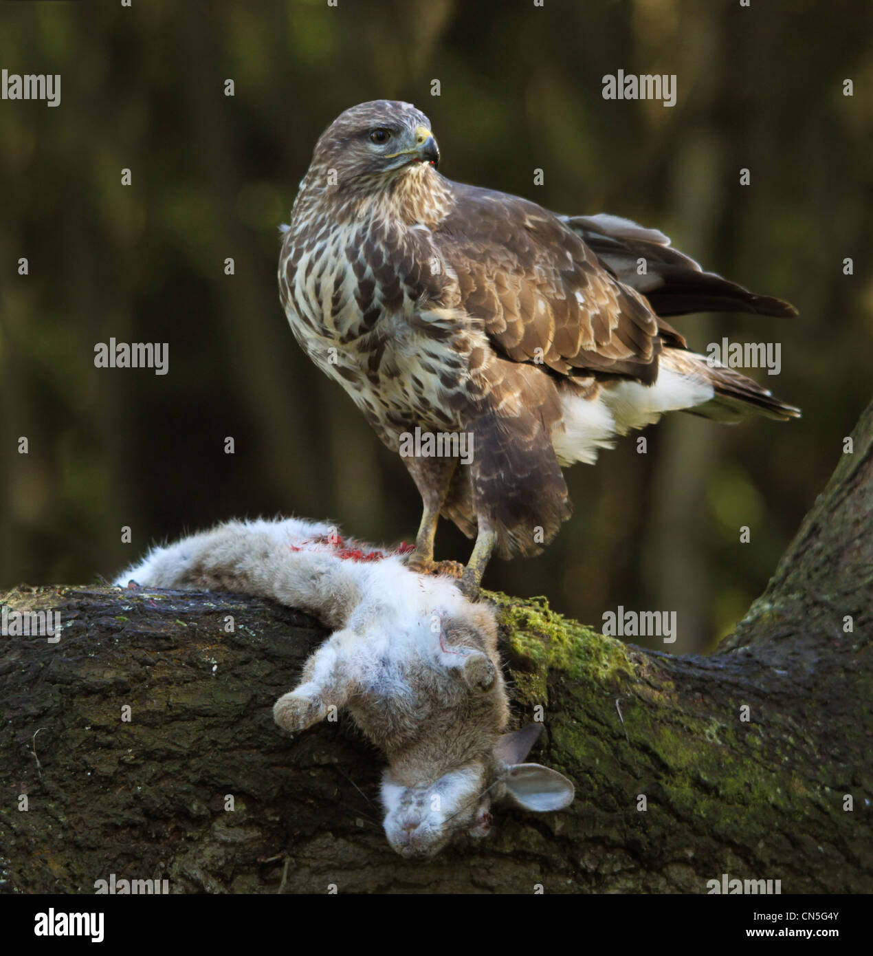 British buzzards hi-res stock photography and images - Alamy