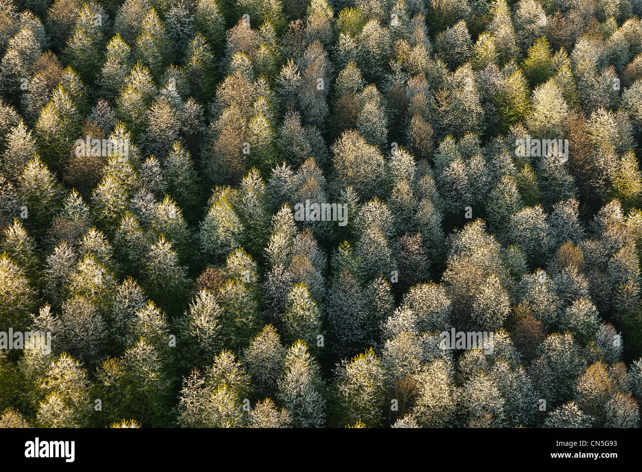France, Calvados, Swiss Normandy, St Omer, Abbaye du Val, cherry ...